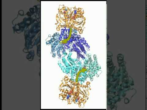 Rocking Reaction: Bacterial Nitrogenase
