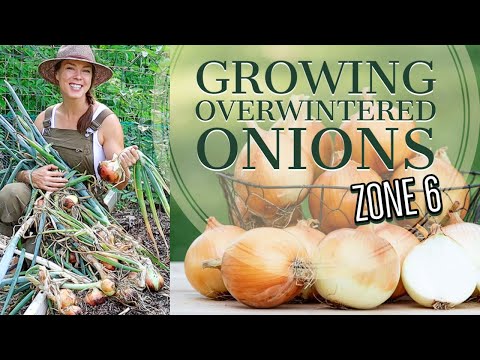 What onions and when to plant in winter? - Rich Harvest
