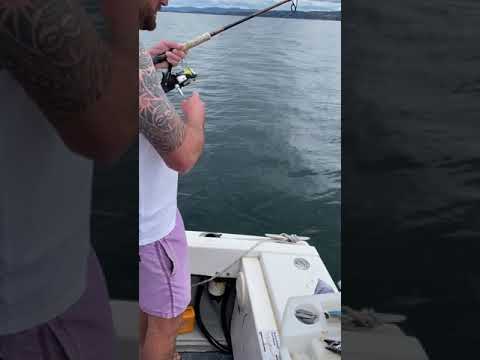 King flathead (Tasmania)