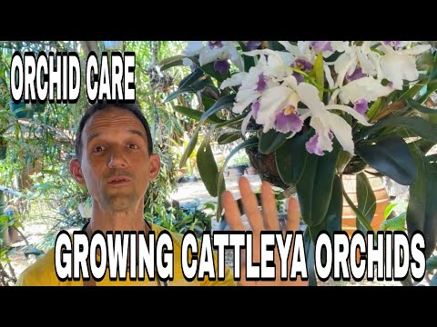 From Rainforest to Your Home: Cattleya Culture Explained