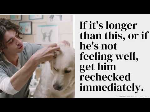 My dog hasn't pooped in 2 days after having bloody diarrhea