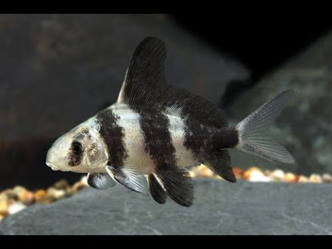 Chinese High Fin Banded Shark (Myxocyprinus asiaticus)