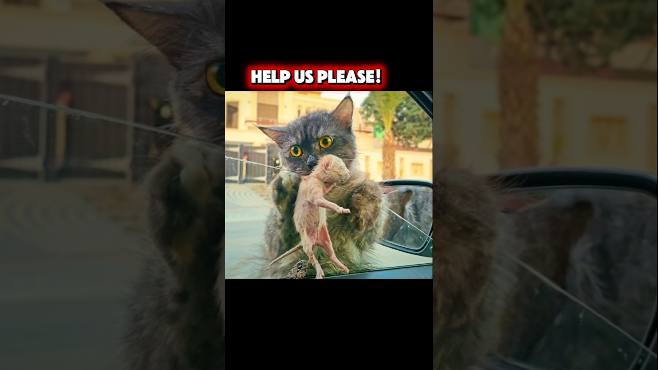 Stray Mama Cat Brings Her Kitten to a Car… Asking for Help 🥺 #shorts