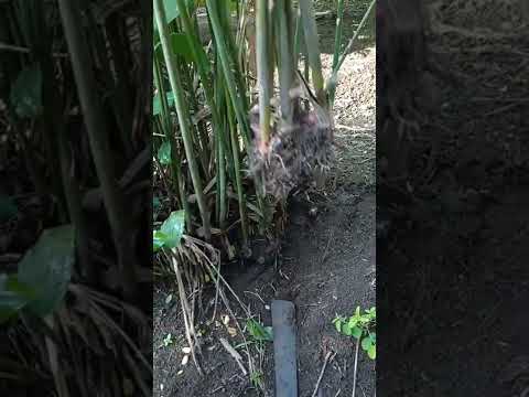 The galangal is ready to be harvested (Indonesian herbs and spices) #shorts