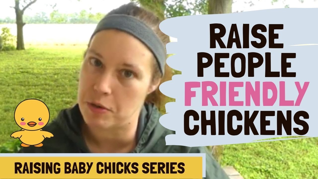 Raise People Friendly Chickens With These Tips