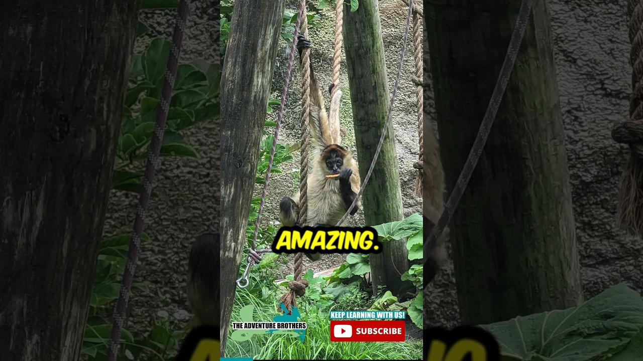 Spider monkey tails are STRONG! 🐒 #monkey #spidermonkey #animalfact #youtubeforkids #educational