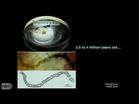 Understanding the source of regenerative ability in animals