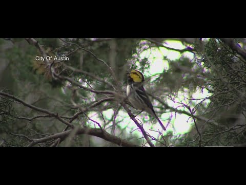 Texas General Land Office calls for delisting golden-cheeked warbler from Endangered Species Act