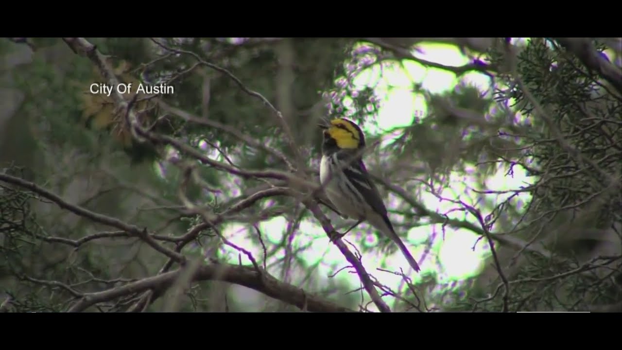 Texas office calls for delisting golden-cheeked warbler from Endangered Species Act