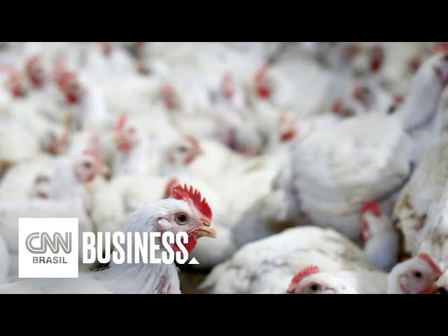 Conexão Agro: Exportações de frango crescem 15% em outubro | CNN Brasil