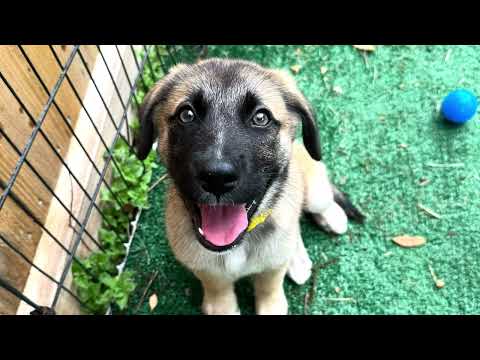 Dog for adoption - Skipper Bishop, a German Shepherd Dog & Labrador ...