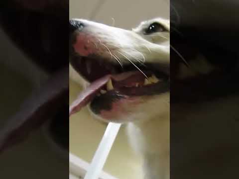Quick and Easy to SEE a problem under your Dog