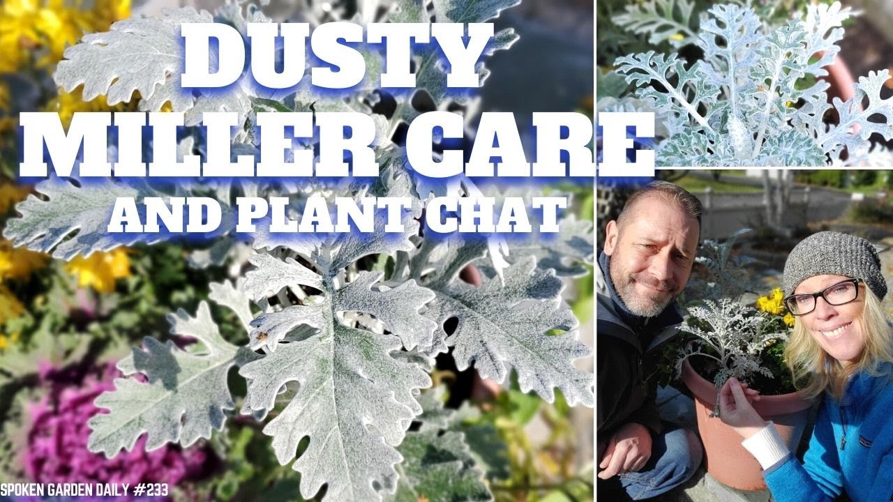 Dusty Miller Plant Care and Plant Chat (SGD 233) 🥈