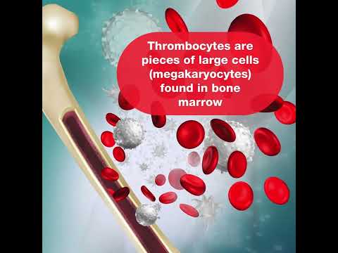 What are thrombocytes?