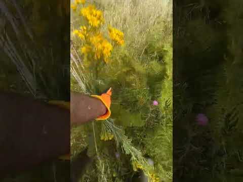 Ragweed... not good #ragweed #weed #jackandeoin #connemara #restore