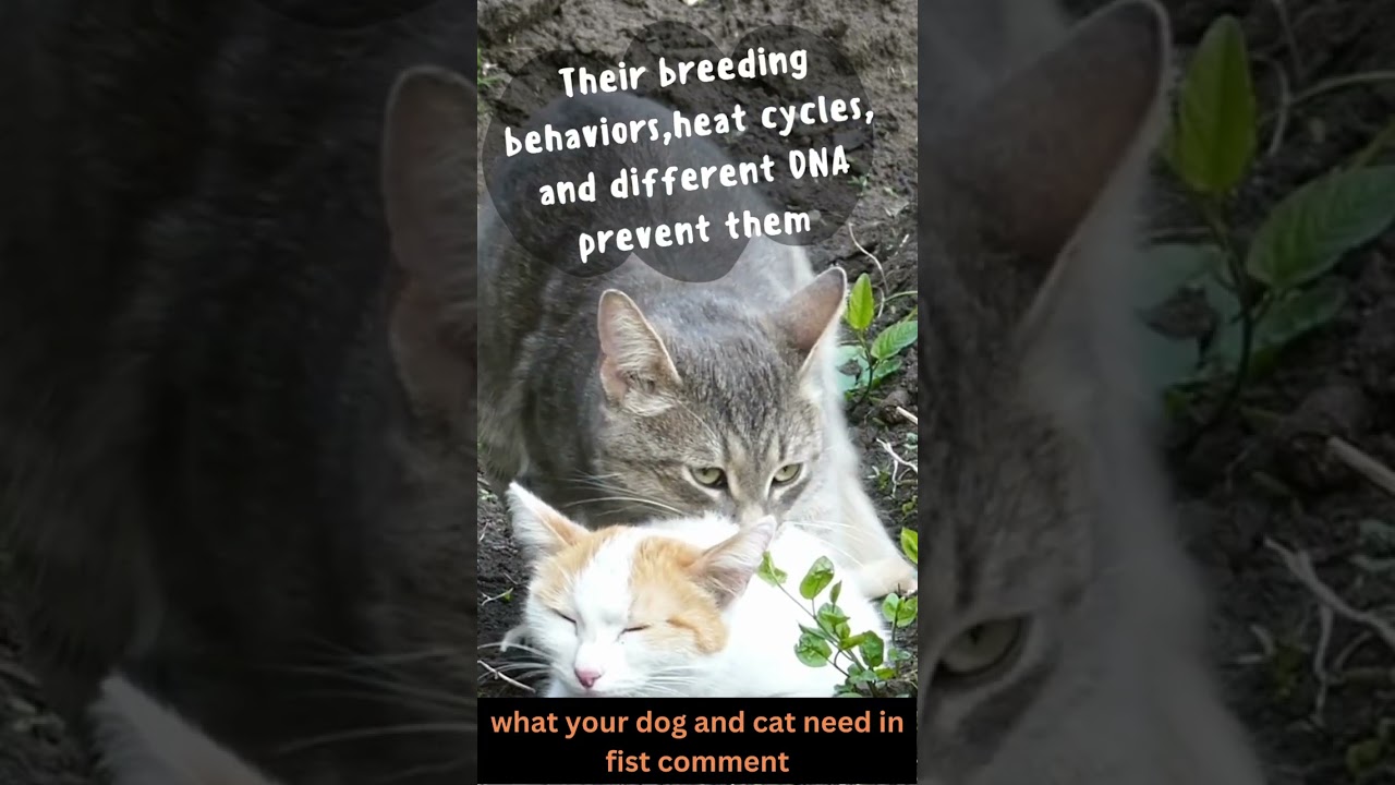 🐈Can Cats Mate With Dogs? All You Need To Know!🐕 #shorts
