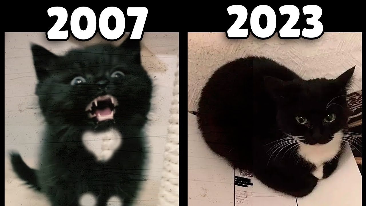 evolution of Maxwell the Cat