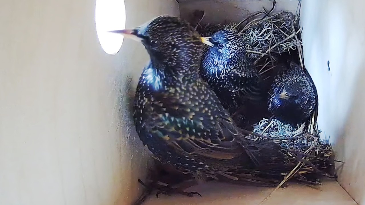 Starling | Nest Box No. 2
