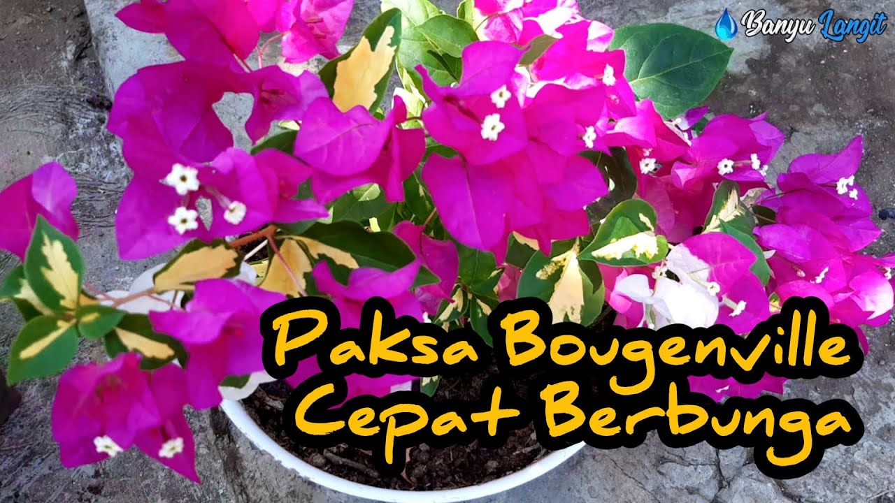 TRICKS TO FORCE BOUGAINVILLE TO FLOWER QUICKLY #bougainvillea
