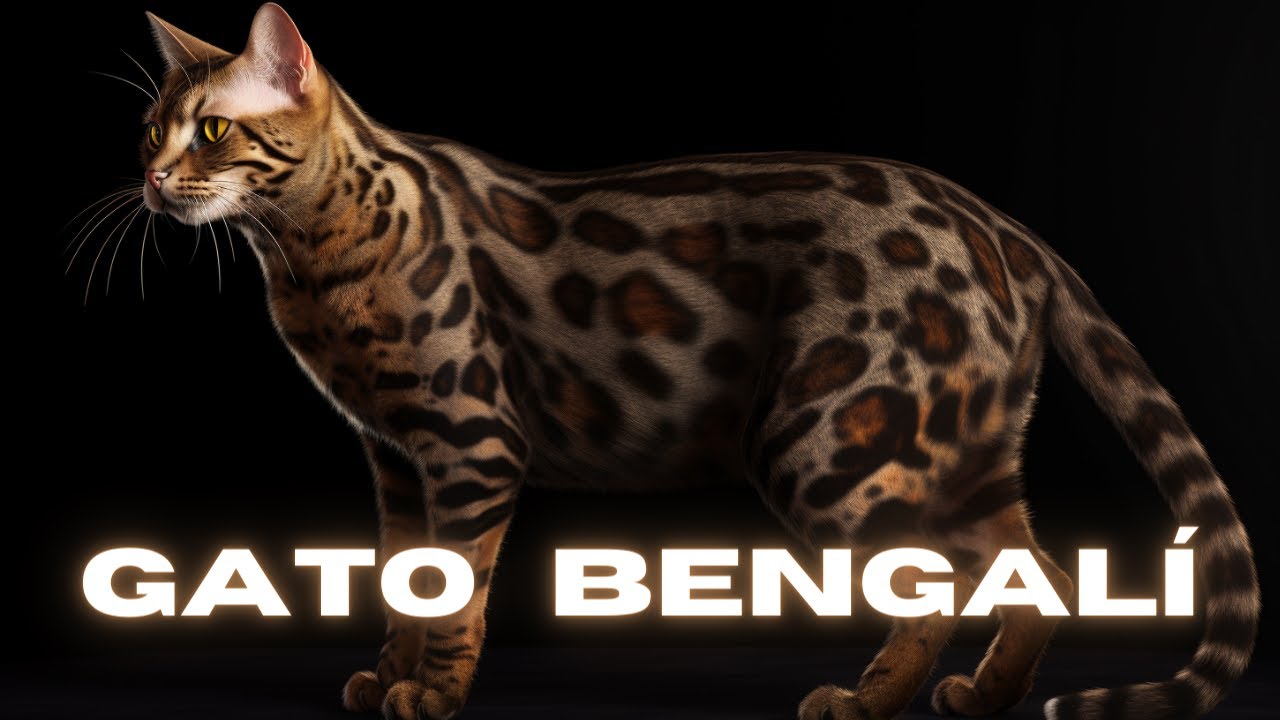 Gato BENGALÍ: Características del TIGRE doméstico 😺🐯