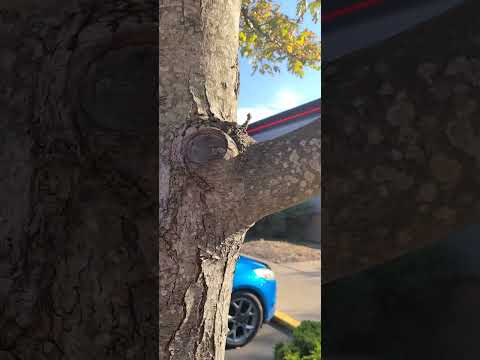 Beware of the very destructive Spoted lantern Fly