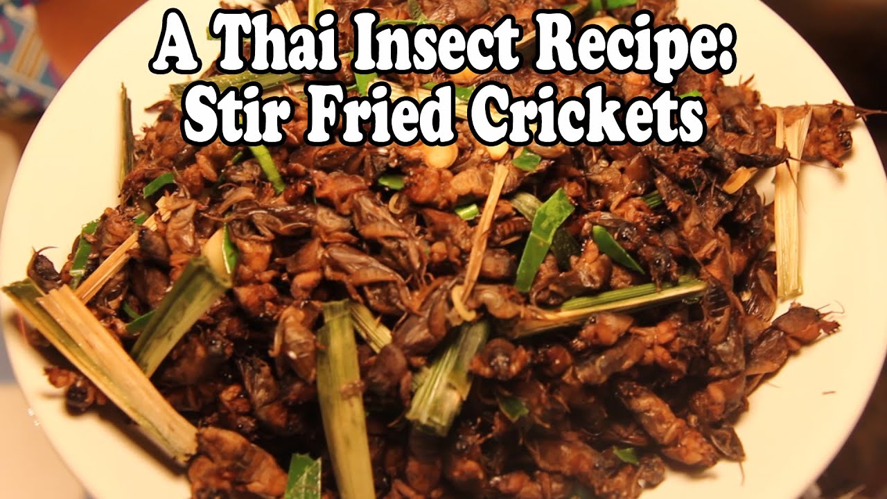 The Best Insect Food Recipes Collection in Internet | Bug Bazaar – The ...