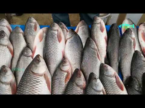 Catla Fish - Wholesale Price & Mandi Rate for Catla Fish
