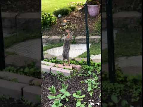 Climbing Rabbit in my Backyard Garden