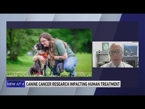 How canine cancer research is impacting human treatment — WGN Evening News