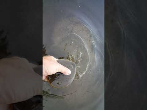 Spiny Softshell (Apalone spinifera) - 20190903 173826