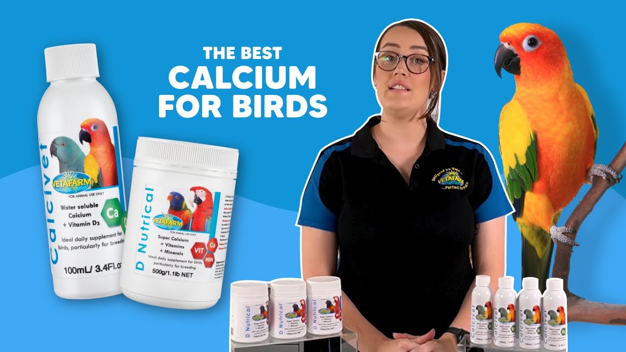 The Best Calcium Supplements for Birds!