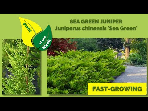 SEA GREEN JUNIPER | Juniperus chinensis 'Sea Green'