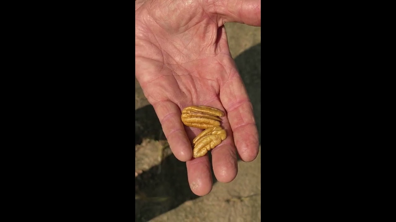 Roy Goodson demonstrating how to crack pecans