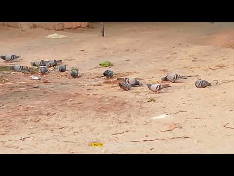 #wildlife #wild #wildcraft PARROTS AND PIGEONS EATING GRAIN