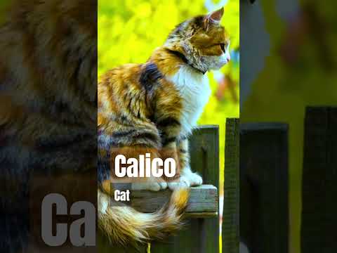 Captivating Calico cat, with its beautiful tri-color#Shorts