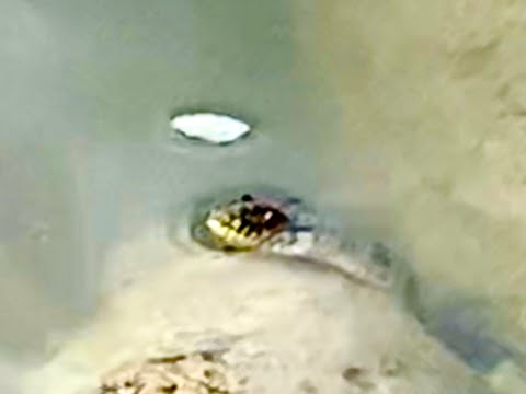 RARE Checkerboard Snake #Raresnake #rare #snakebite #viralsnake #viralshort #strangerthings #texas