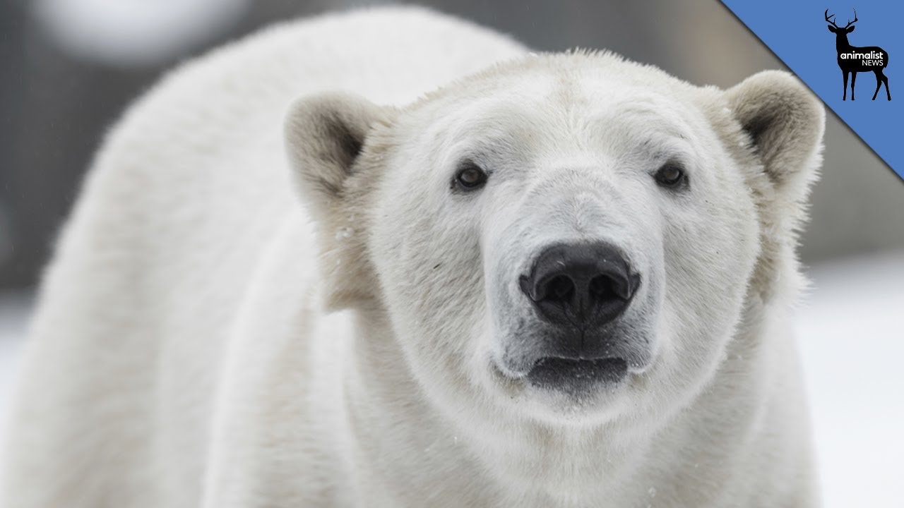 Polar Bears Are ACTUALLY Black!