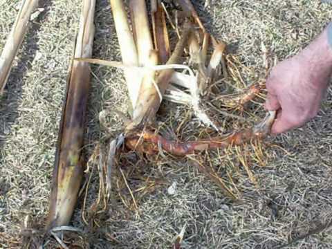Edible Cattail Sprouts, also called Cossack Asparagus