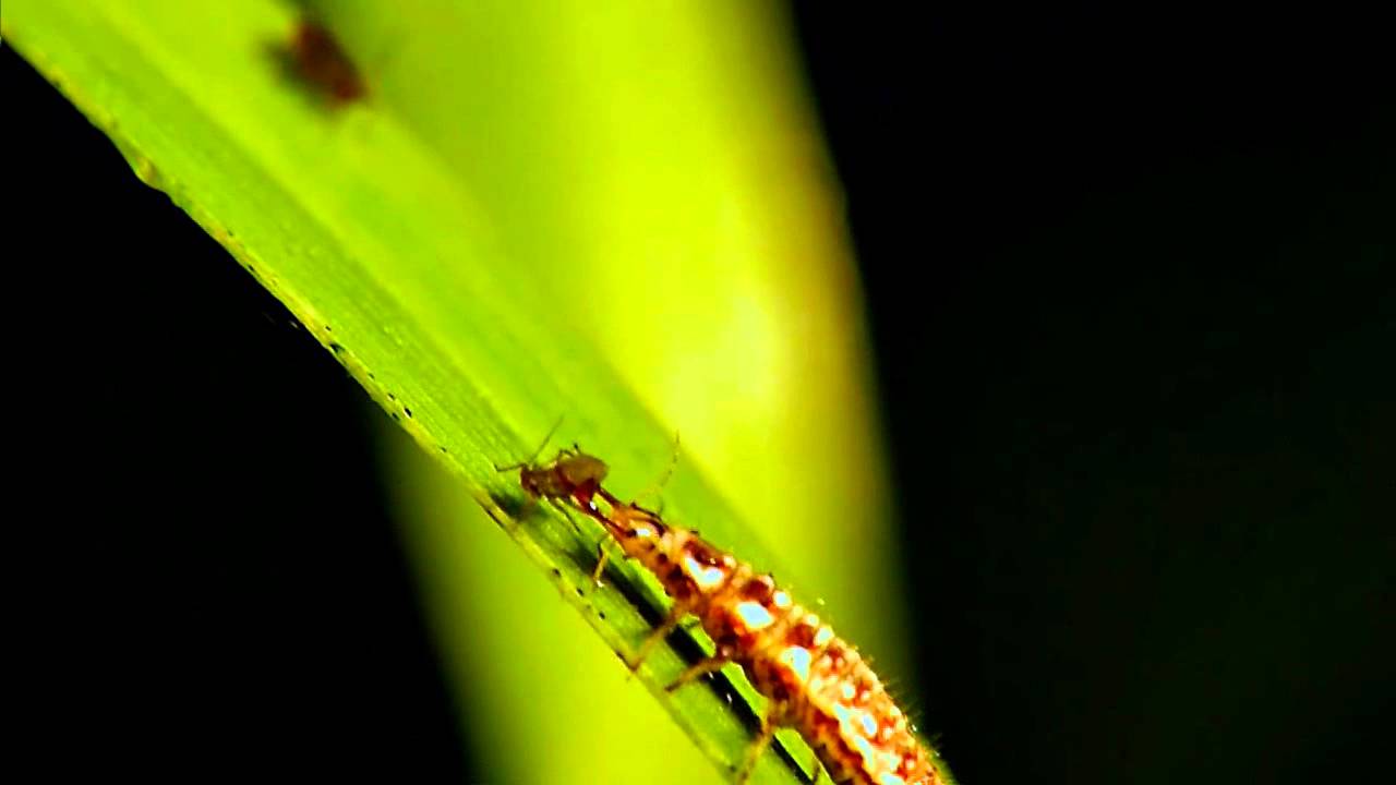 Green lacewing larvae vs. bird cherry-oat aphid