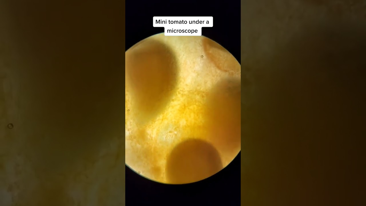 Mini tomato under a microscope