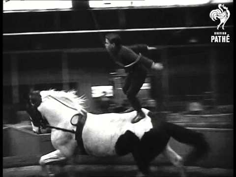 Performing Cattle (1950)