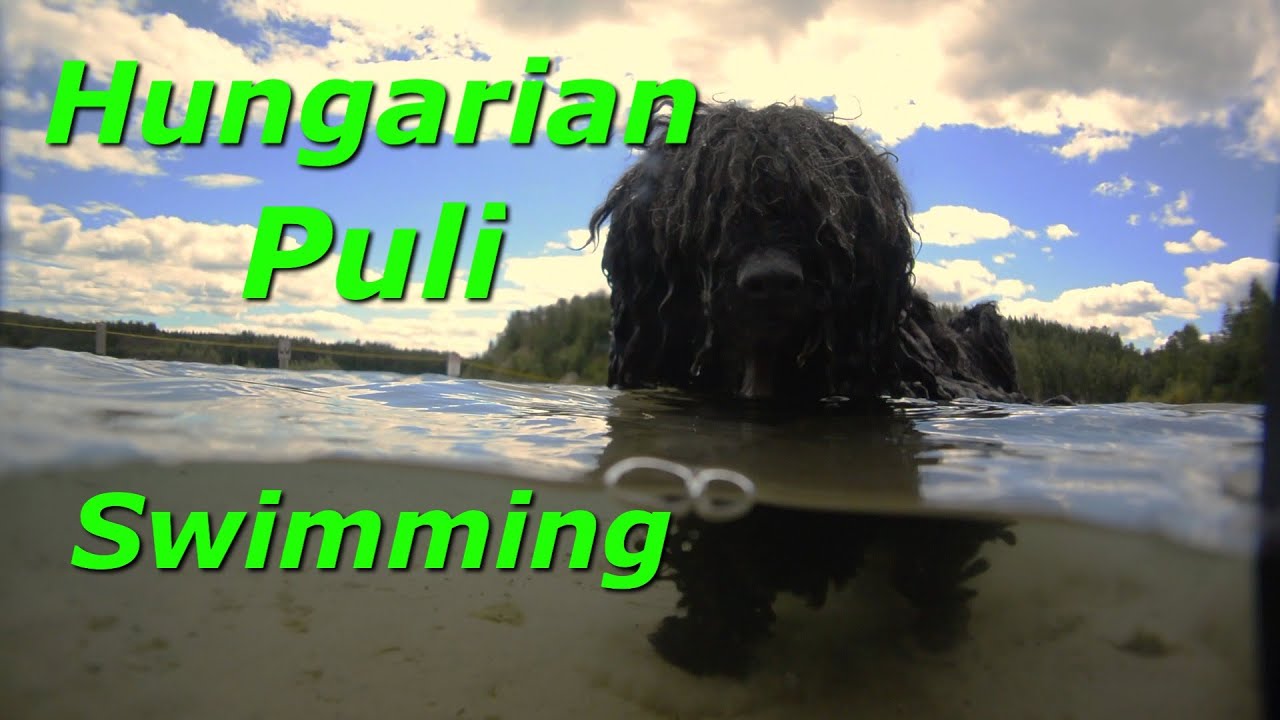 Hungarian Puli • Bob Swimming