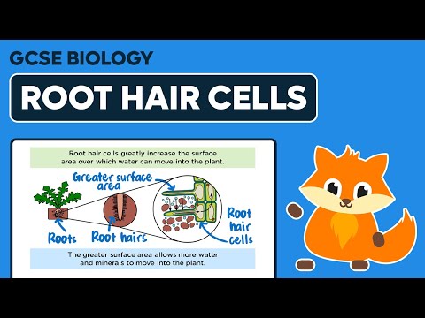 Root Hair Cells Video Lecture - Biology for GCSE/IGCSE - Class 10