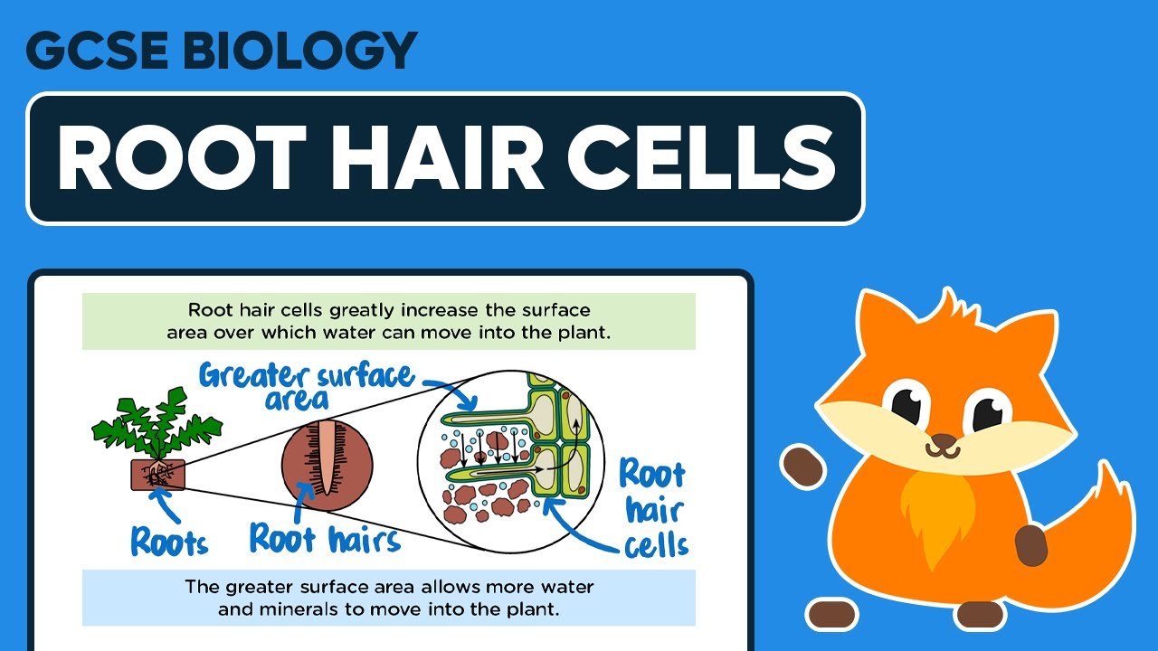 Root Hair Cells - GCSE Biology