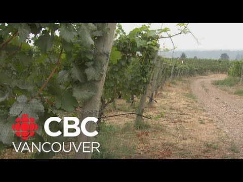Winemakers in B.C.'s Okanagan worry about effects of climate change