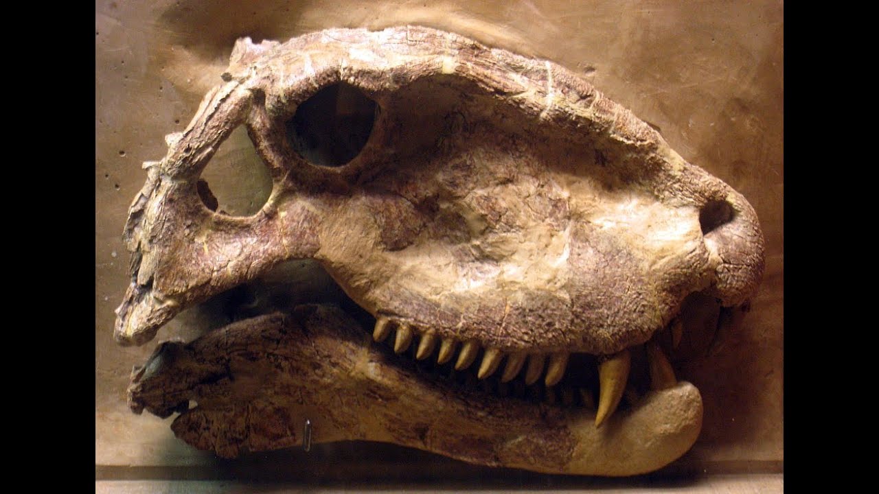 10. Dr. Matthew McLain – Synapsids and the evolution of mammals, a different view.