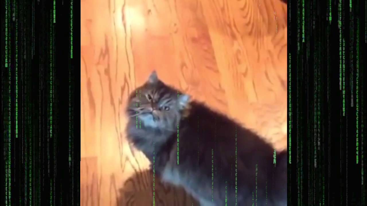 Yass Cat Morpheus, The Matrix, Yas