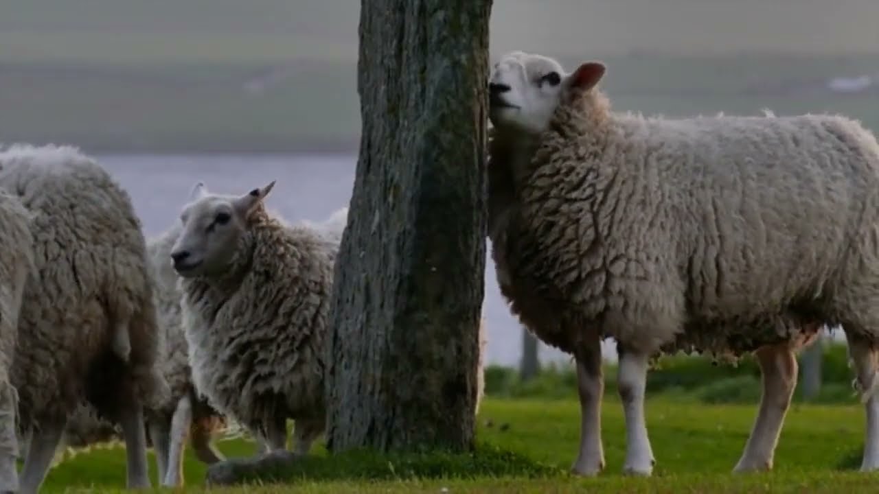 7-Year Trends: Pastors Feel More Loneliness & Less Support.  (Barna Group)