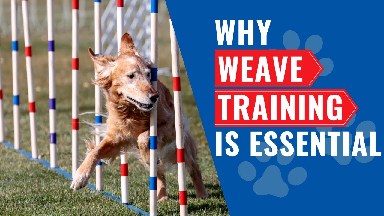 Weave Pole Training Made Easy! | Dog Agility Training