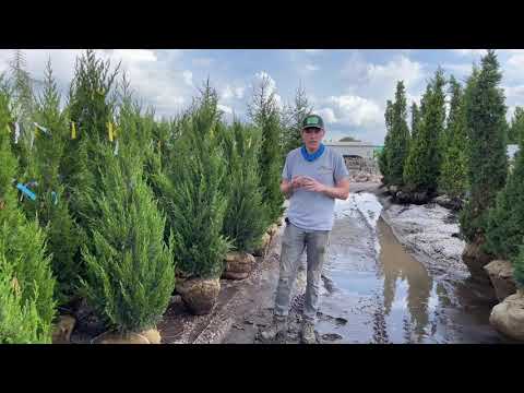 Product highlight: Spartan Junipers